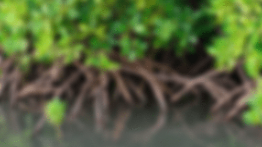 A Comprehensive Guide to the Voluntary Carbon Market: Everything You Need